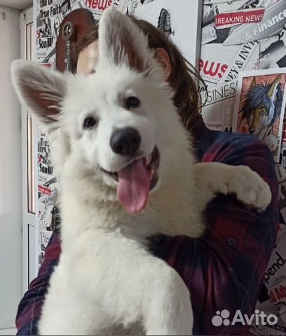 Белая швейцарская овчарка(бшо)