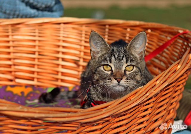 Нежный котенок в добрые руки