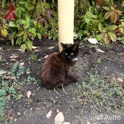 Котята в добрые руки бесплатно