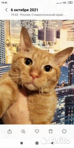 Ласковый котик- подросток Кузька