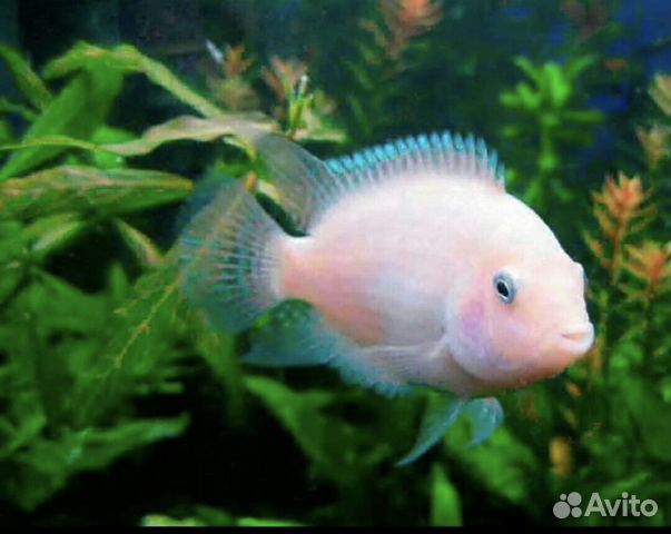 Рыбки цихлиды фламинго