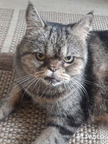 Экзотический кот