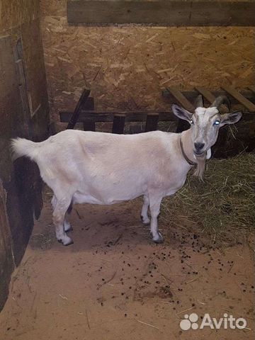 Коза дойная