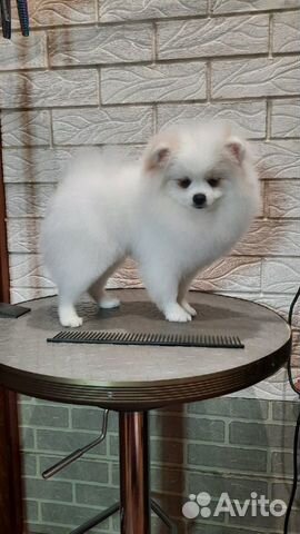 Шпиц