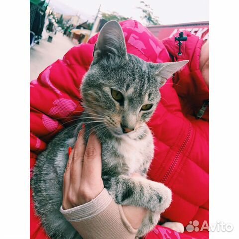 Метис Бенгал 2 года ищет дом