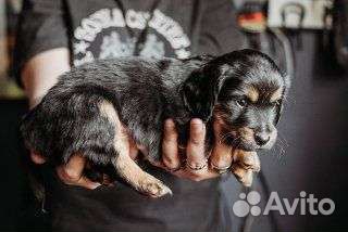 Щенок метиса таксы ищет дом