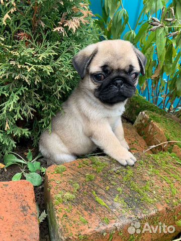 Мопсик мальчик