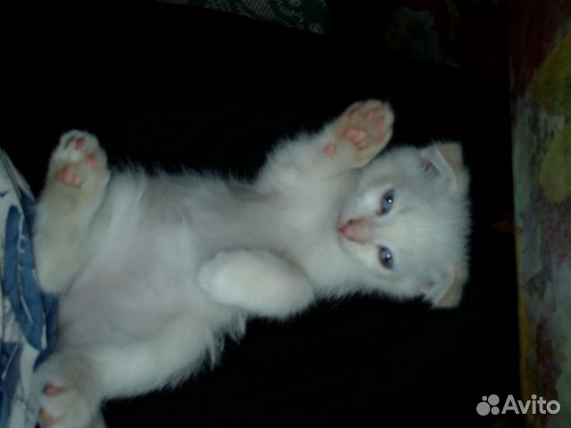 Вислоухий котик