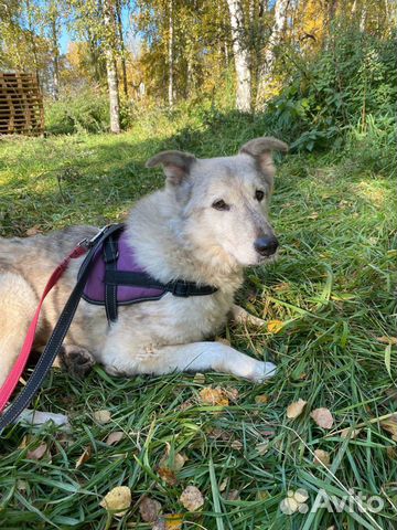 Замечательная добрая собака ищет тепло и уют