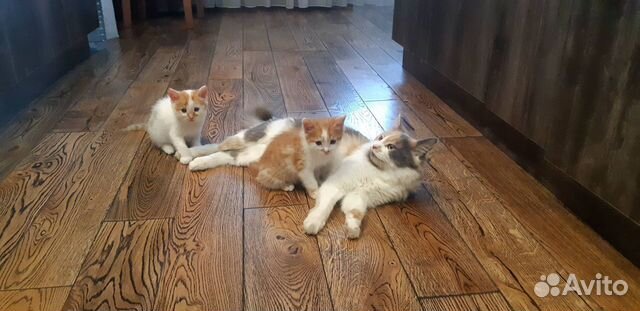 Котята 1,5 месяца