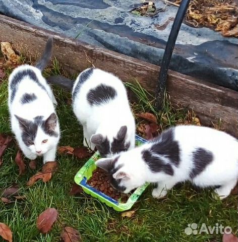 Котята замёрзнут на улице