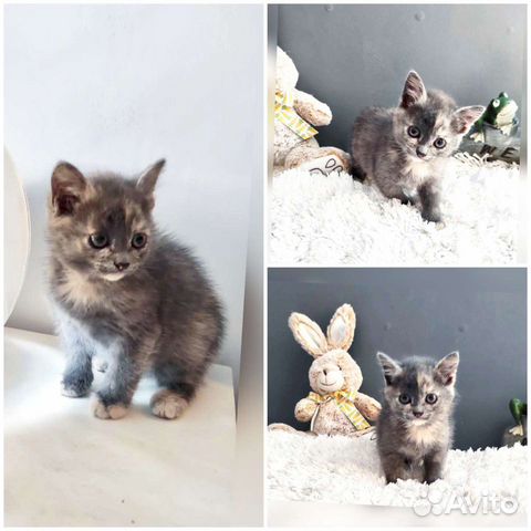 Котёнок, котята черепаховая малышка 1,5 мес