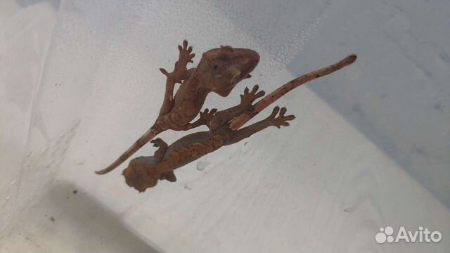 Геккон бананоед