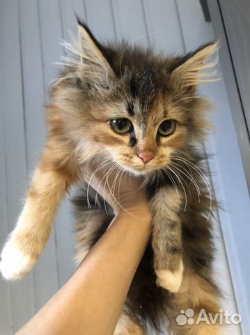 Котенок девочка 2,5 месяца