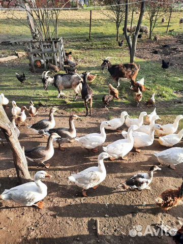 Домашние животные