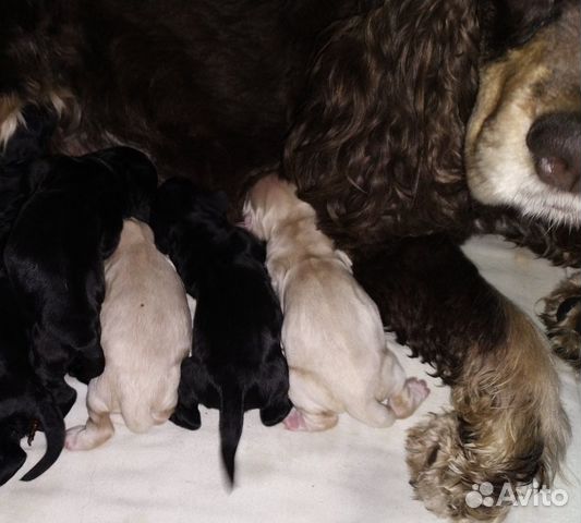 Продаю щенков