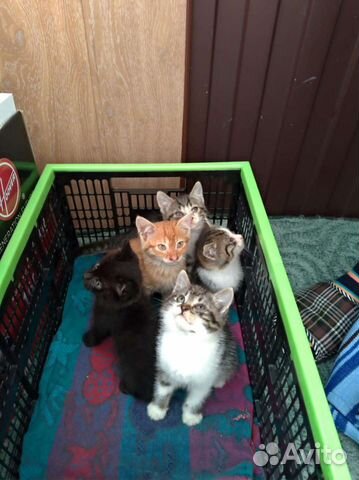 Котята в добрые руки