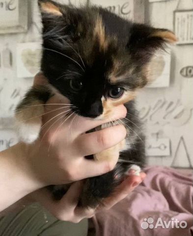 Котенок в добрые руки