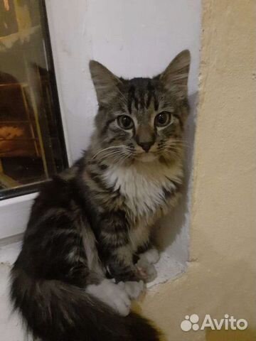 Сибирский котенок мальчик в дар 4 мес