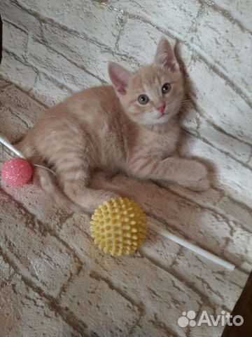 Рыжие котята мальчики в дар 2 мес
