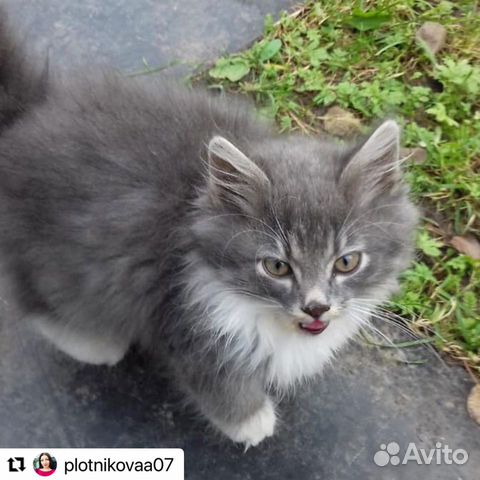 Пушистые дымчатые котята