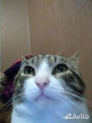 Потерялся кот Вася