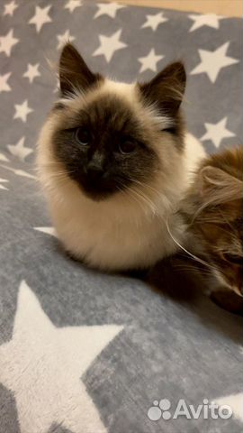 Котята, сиамский котенок, бесплатно