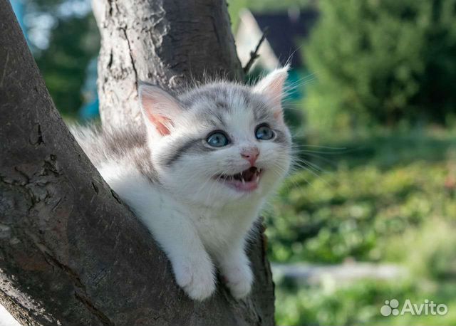 Британский котёнок