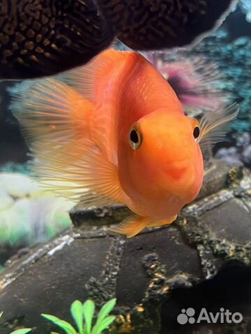 Рыбка Попугай