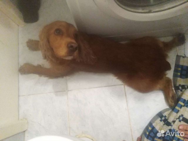 Кокер спаниель
