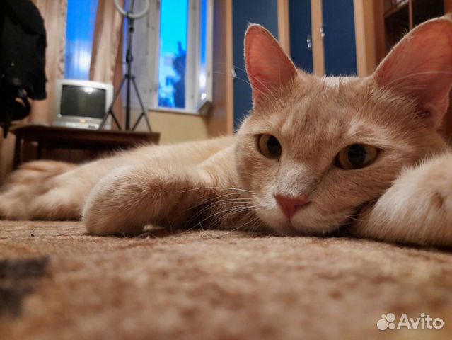 Кот Симба