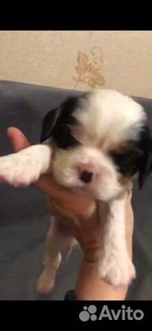 Кавалер кчспаниель щенки девочка