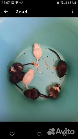 Отдам в хорошие руки.Мышек-песчанок