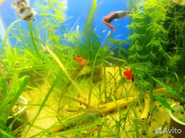 Гуппи, креветки, растения для аквариума