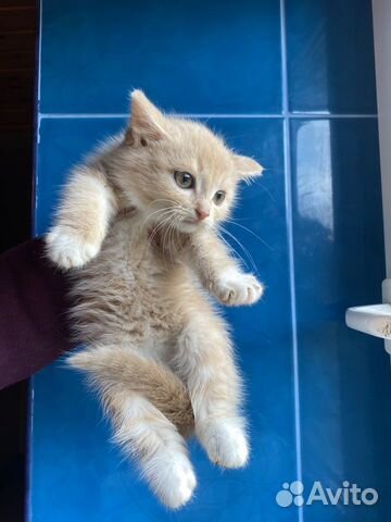 Котята девочки ищут мампап