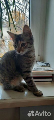 Кошка в дар