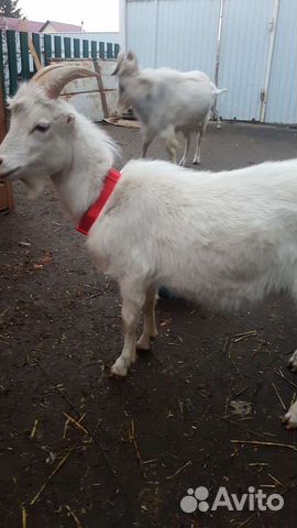 Козлик ч/п ламанчи