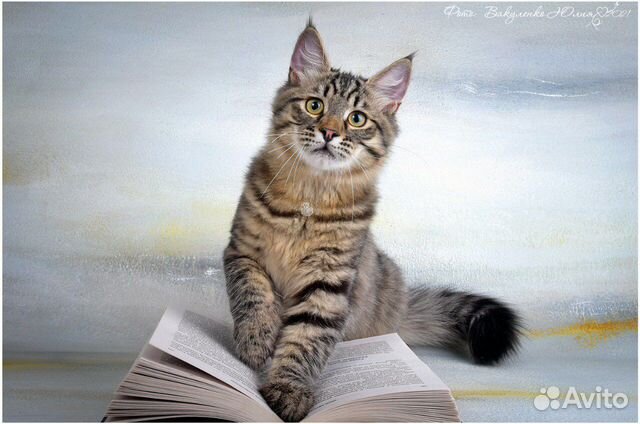 Сибирский кот