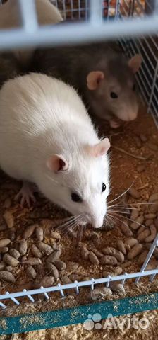 Крысы дамбо