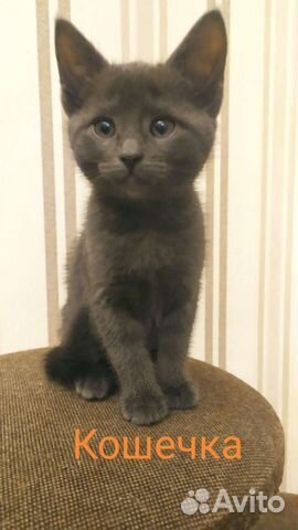 Котенок девочка