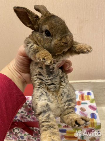 Декоративный крольчонок mini плюшевый