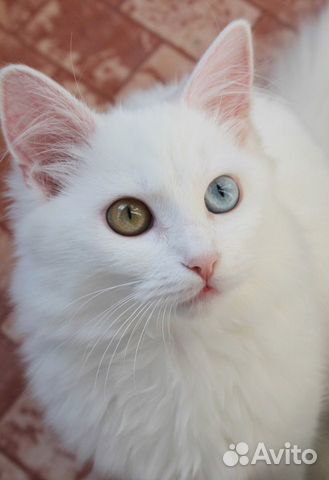 Кошечка Маиса в добрые руки