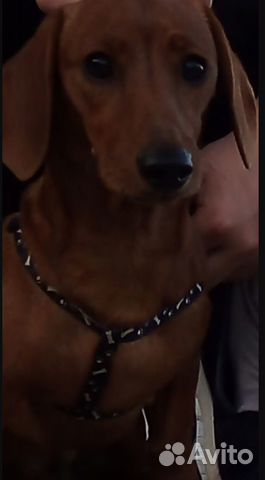 Молодая такса