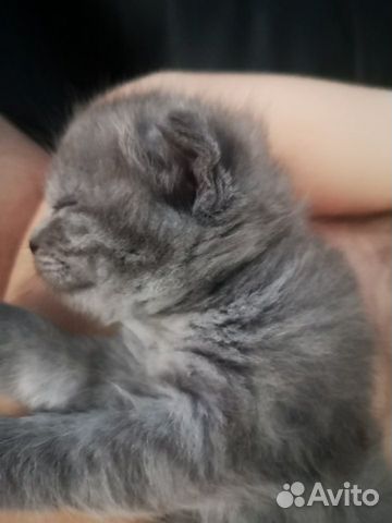 Шотландский вислоухий котенок