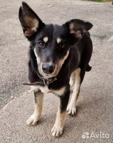 Щенок девочка овчарка в добрые руки