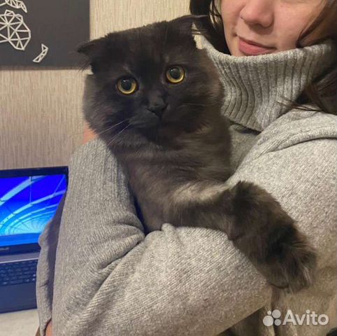 Вязка. Кот