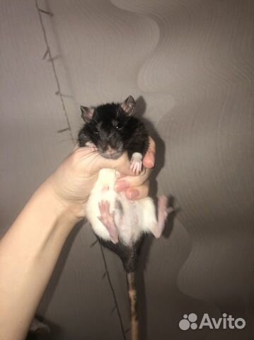 Крысы ручные