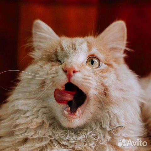 Львенок Мокко