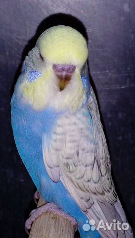 Желтолицый птенчик, черноклювик