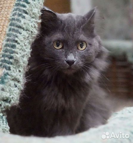 Дымчатая пушистая кошечка в добрые руки